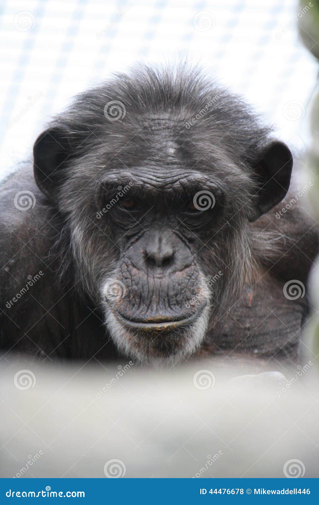 Thoughtful chimp stock photo. Image of portrait, chimp - 44476678