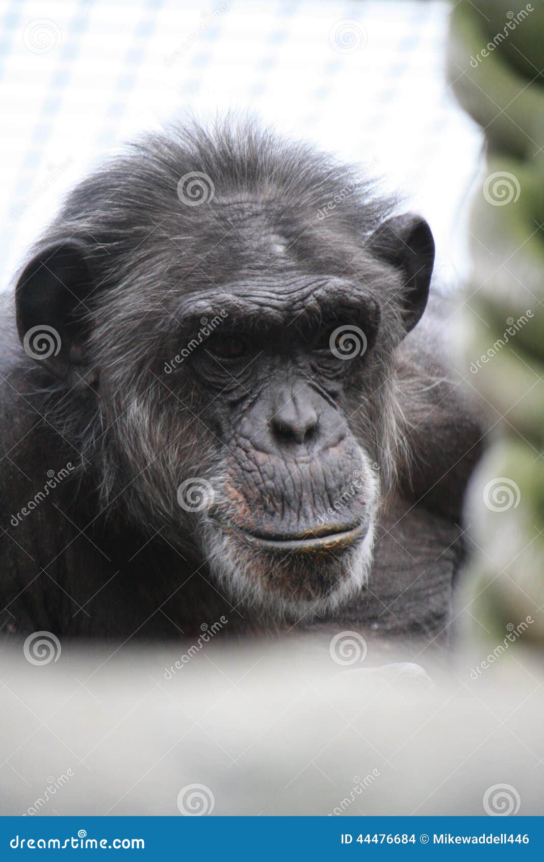Thoughtful chimp stock photo. Image of thoughtful, portrait - 44476684