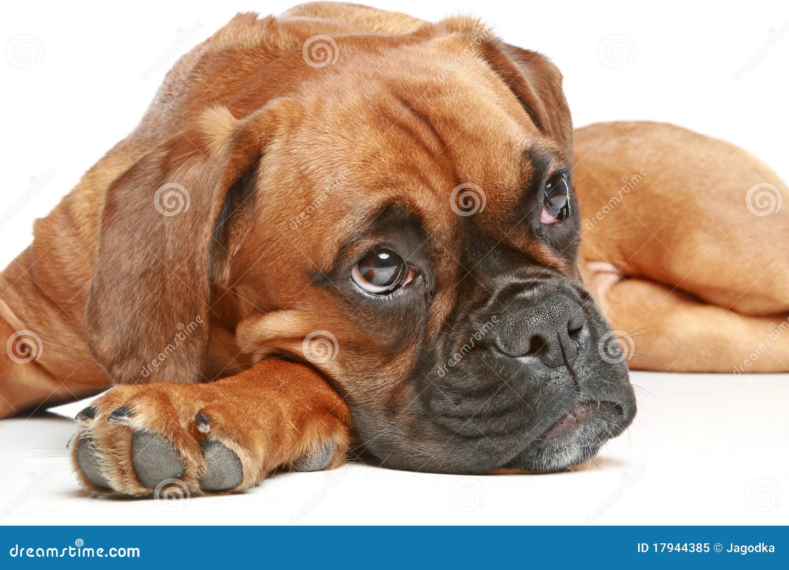 Thoughtful German Boxer Puppy (5 Month) Stock Image - Image of whelp ...