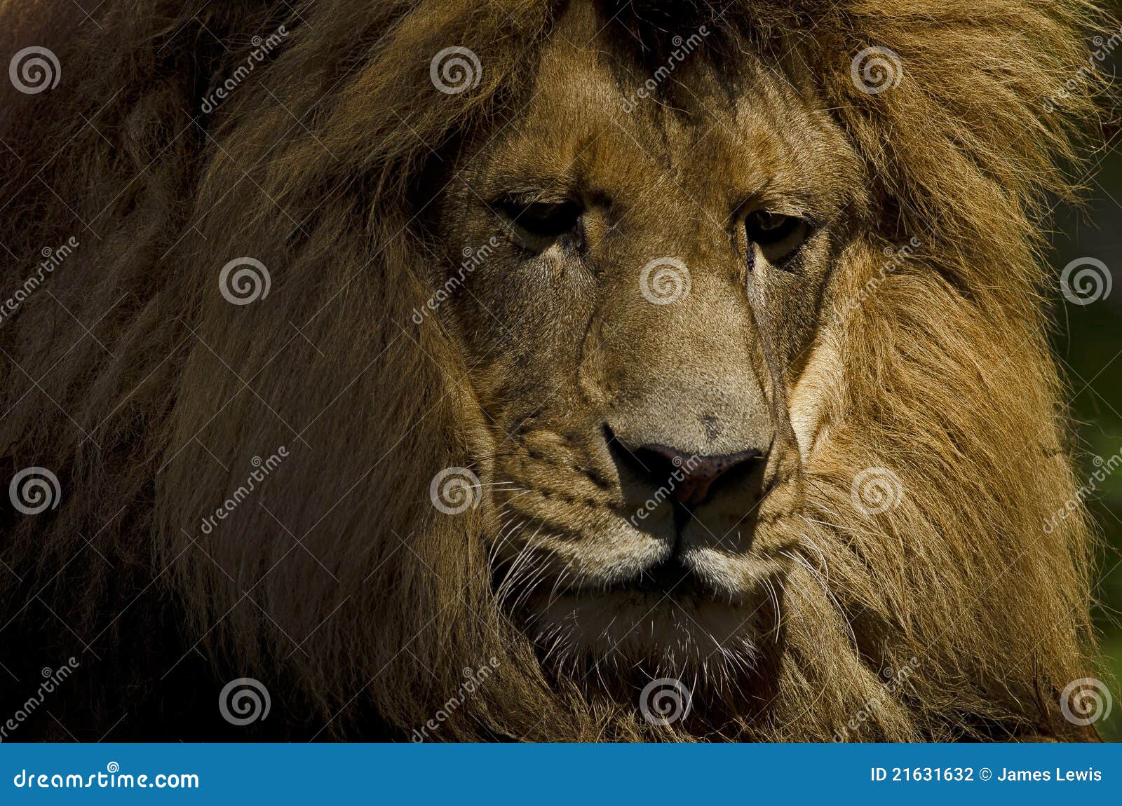 Thoughtful Lion stock photo. Image of king, male, lion - 21631632