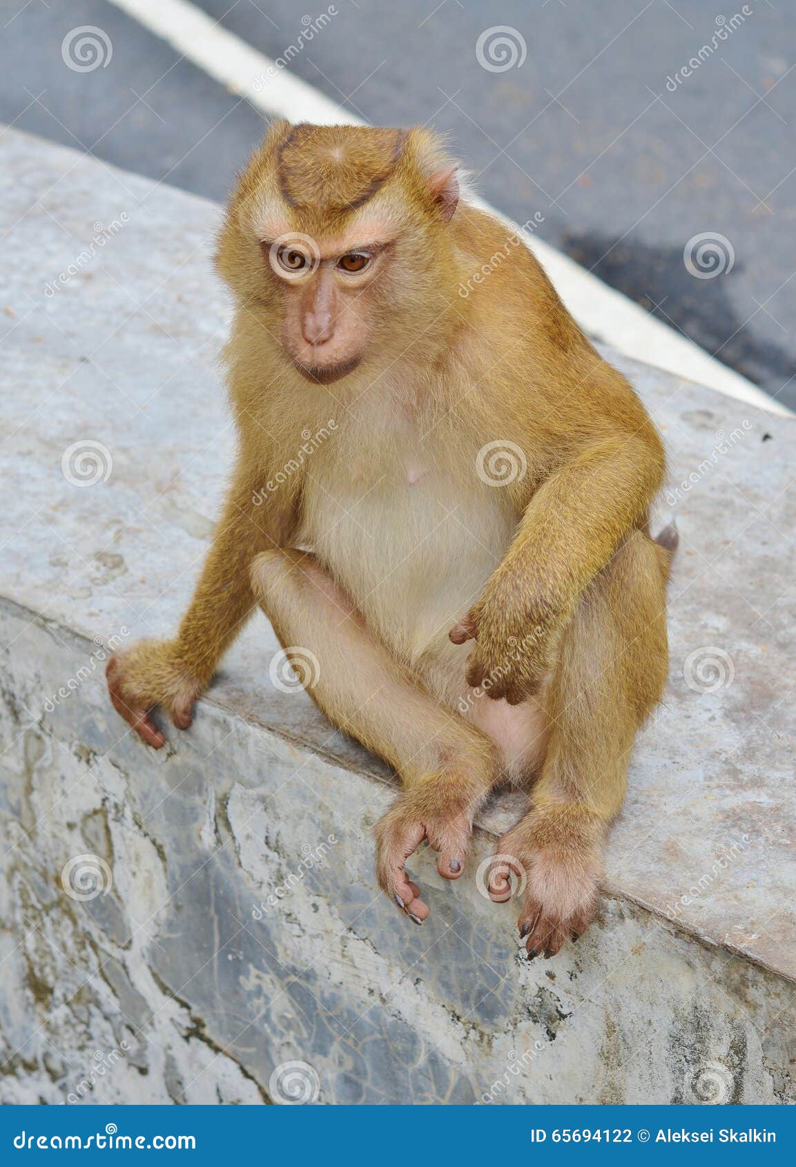 Thoughtful Monkey Sits on a Concrete Leaning on One Leg Stock Photo ...
