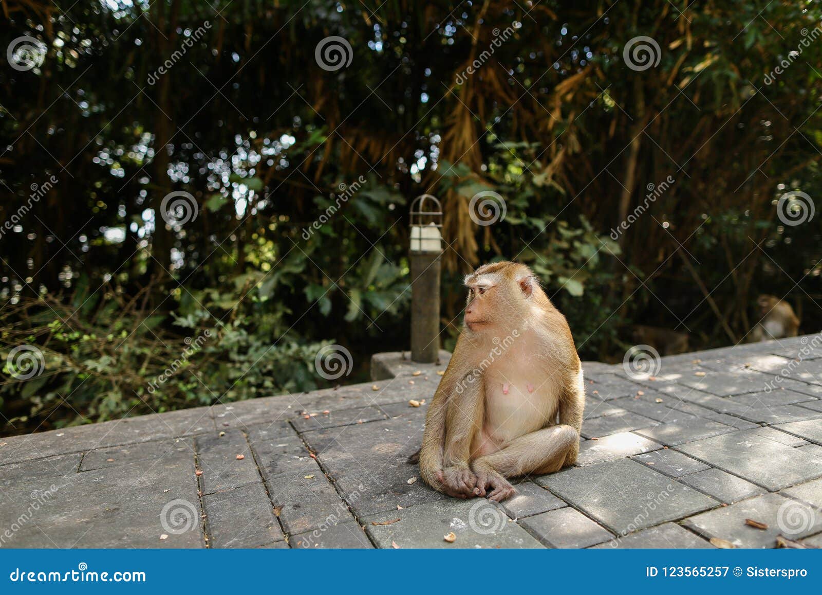 Thoughtful Nice Monkey Sitting in Park, Trees in Background. Stock ...