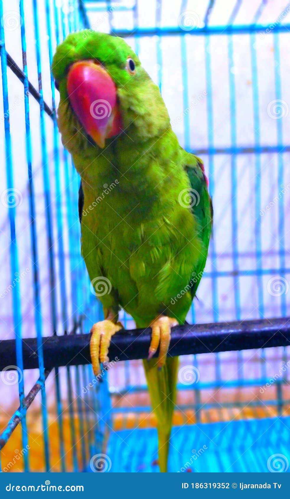 A Thoughtful Parrot Inside a Cage. Stock Photo - Image of birds, scenic ...