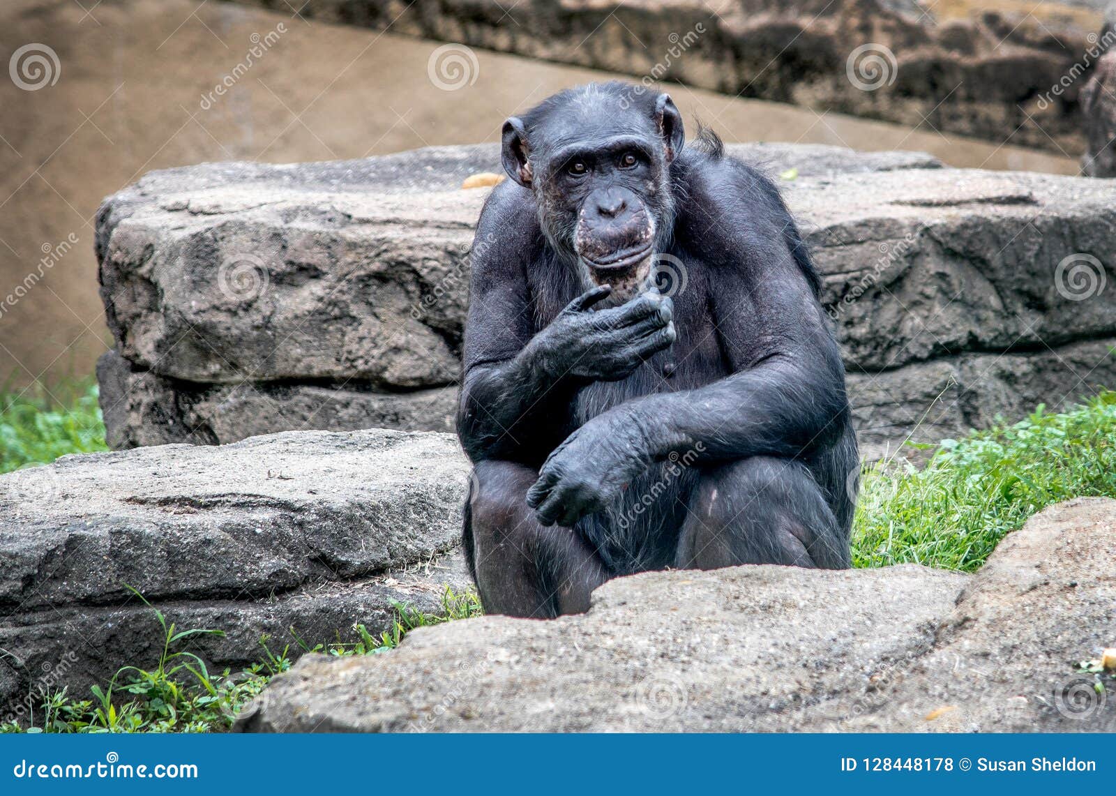Thoughtful Primate Posing for the Camera Stock Photo - Image of ...