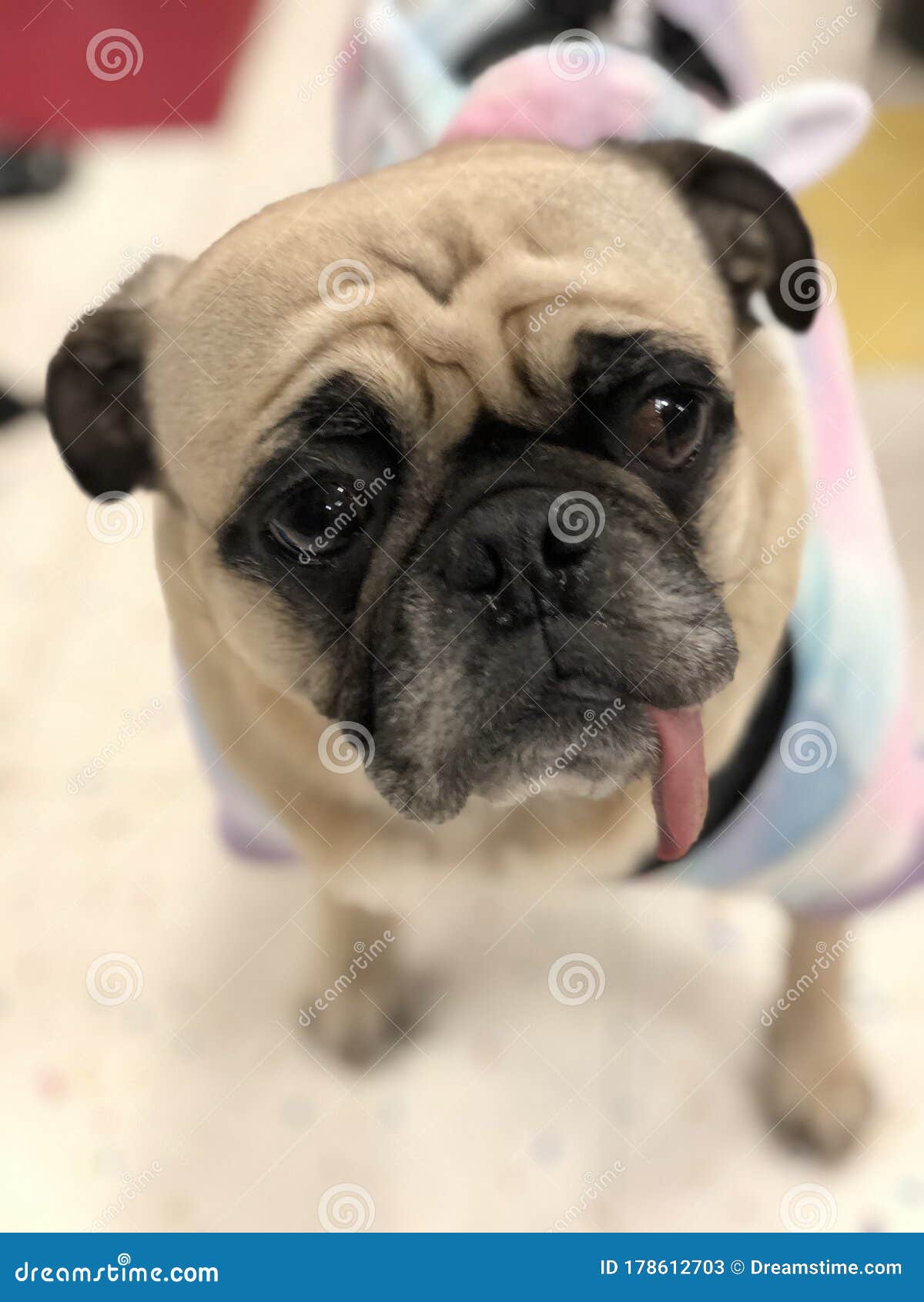 Thoughtful pug stock image. Image of wrinkles, thinking - 178612703