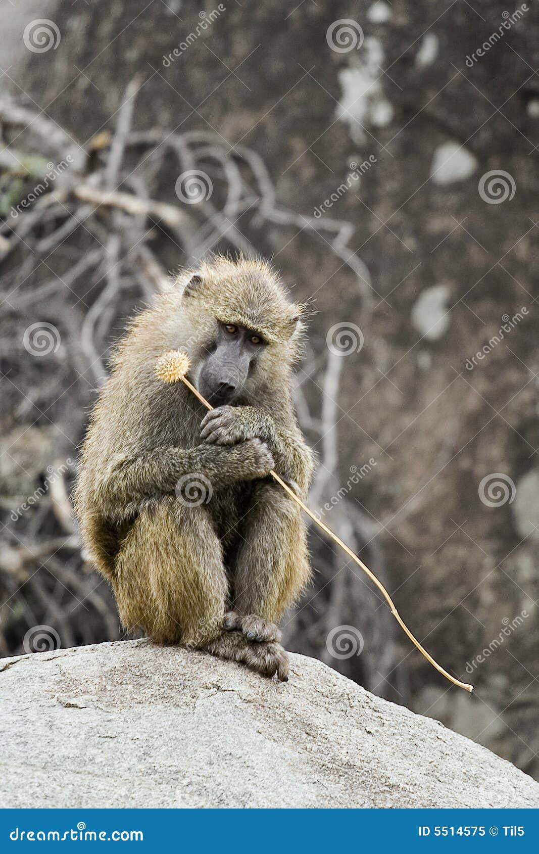 Thoughtful yellow baboon stock image. Image of contemplation - 5514575