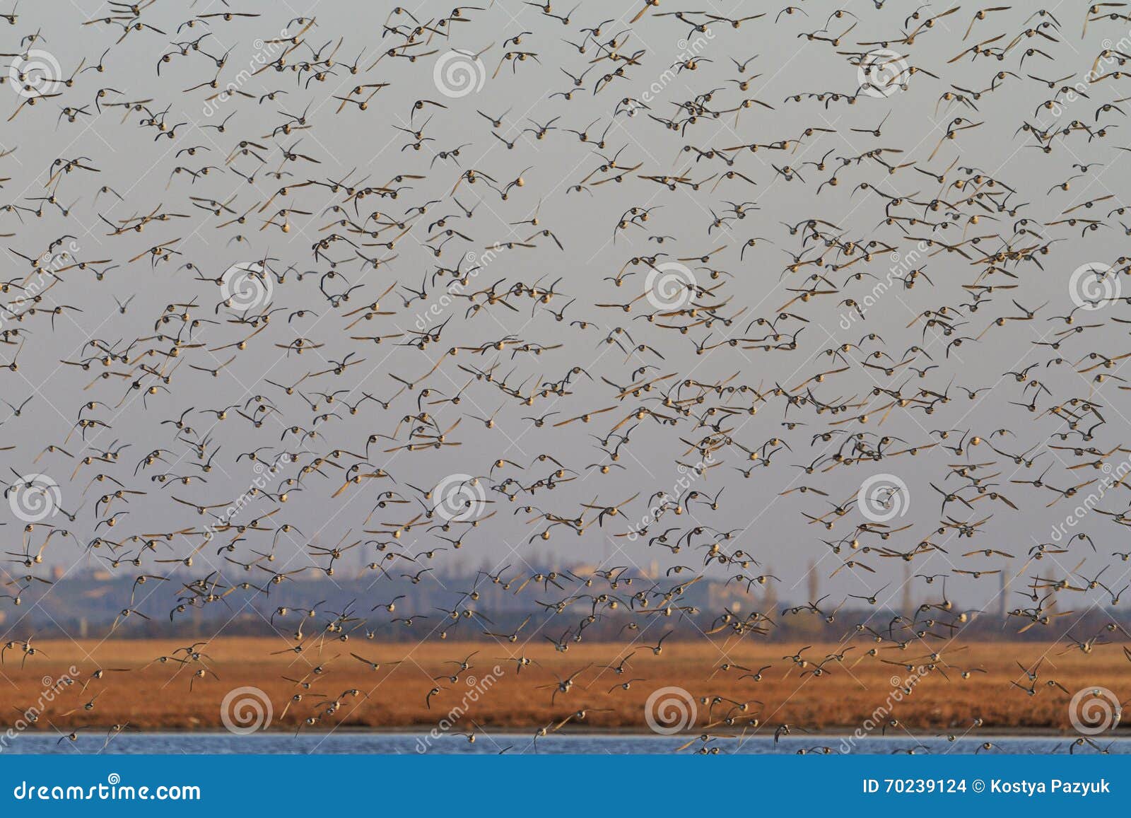 Thousand Birds` Tails on a Blue Sky Stock Photo - Image of migration ...