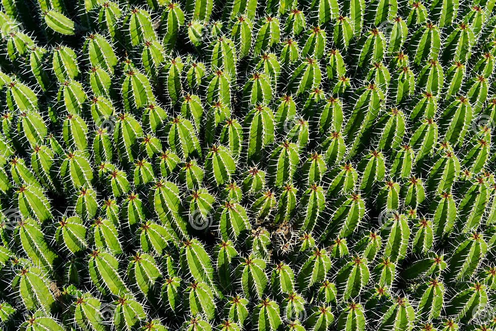 Thousand Cacti Background Texture Pattern Stock Image - Image of ...