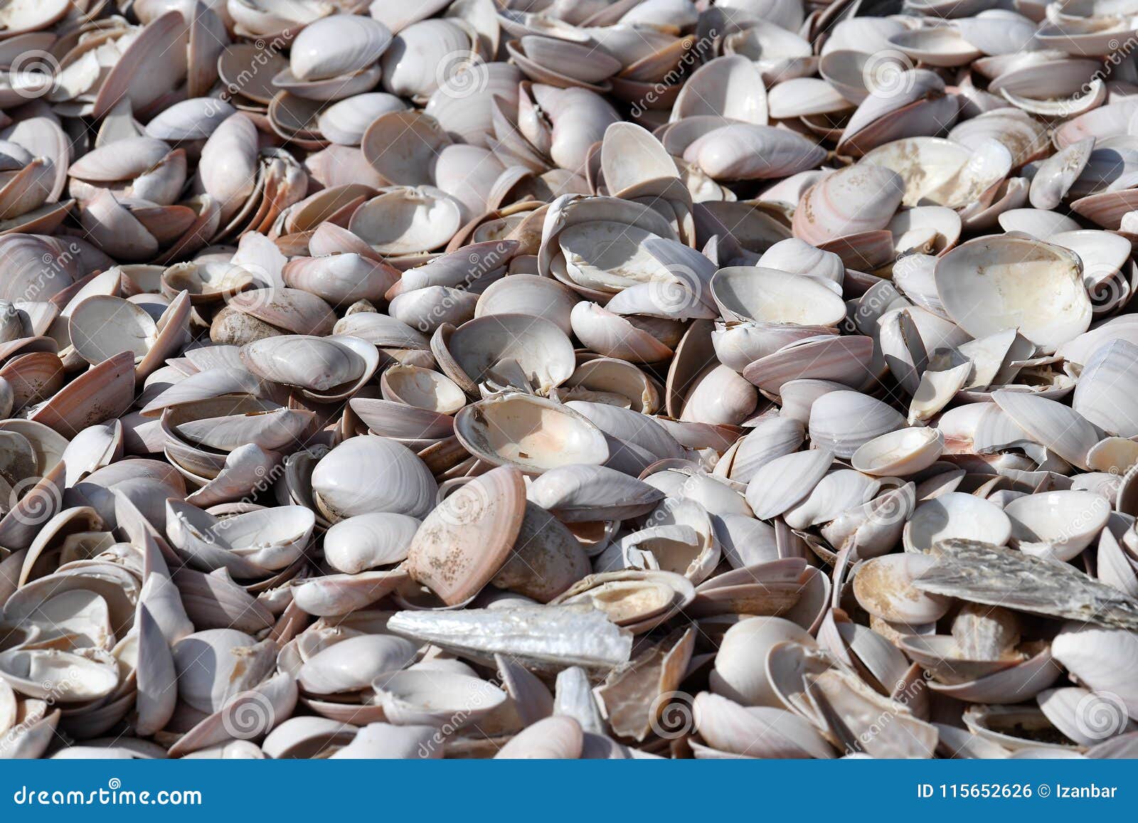 Thousand of Different Shells on the Beach Stock Photo - Image of ...