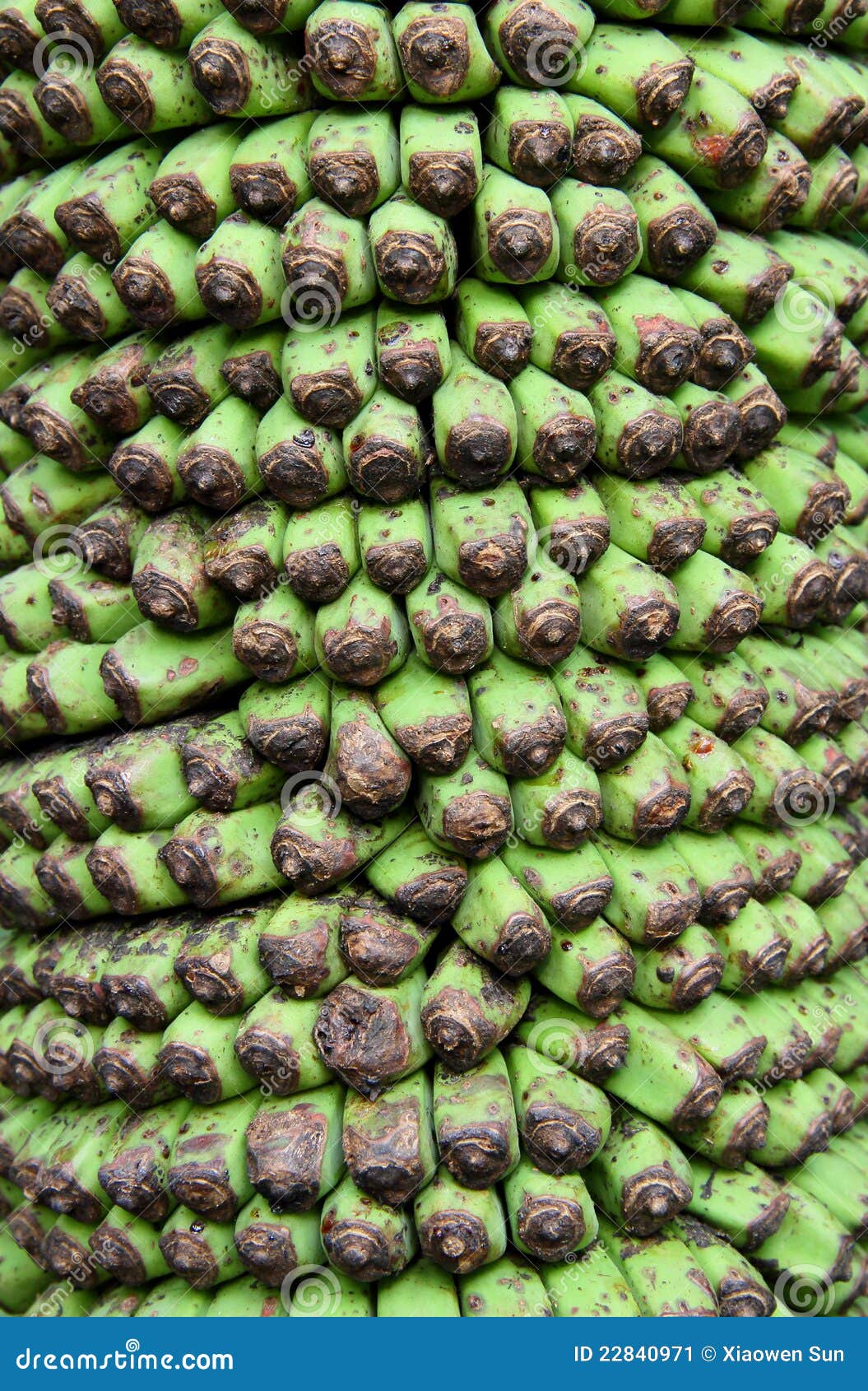 Thousand finger banana stock image. Image of immature - 22840971