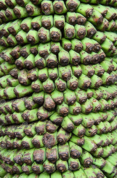 Thousand finger banana stock image. Image of immature - 22840971