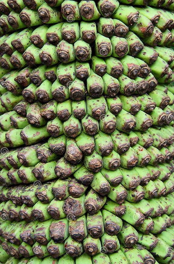 Thousand finger banana stock image. Image of immature - 22840971