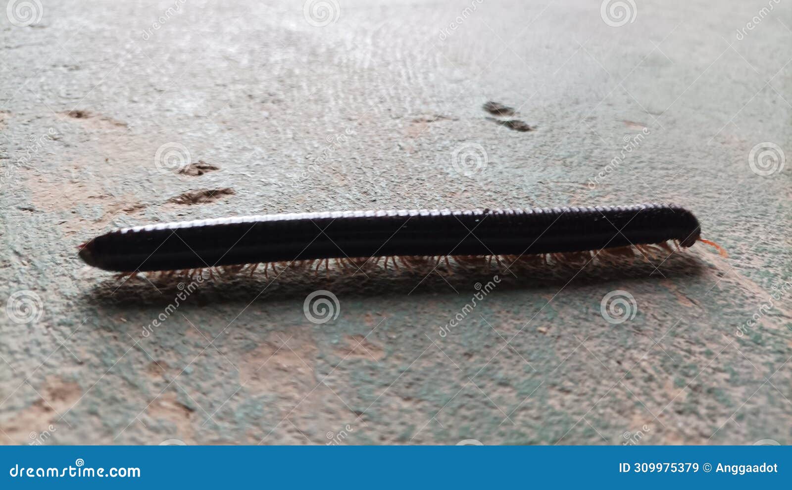 Thousand-legged animals stock image. Image of centipede - 309975379