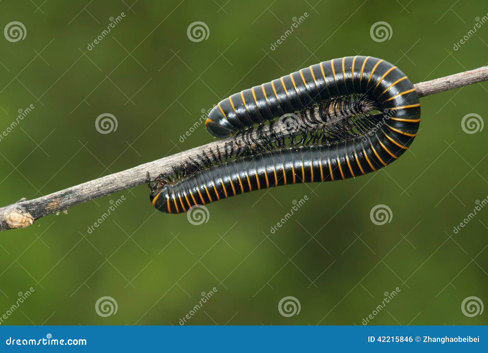 Thousand-legger stock photo. Image of wild, close, millipede - 42215846