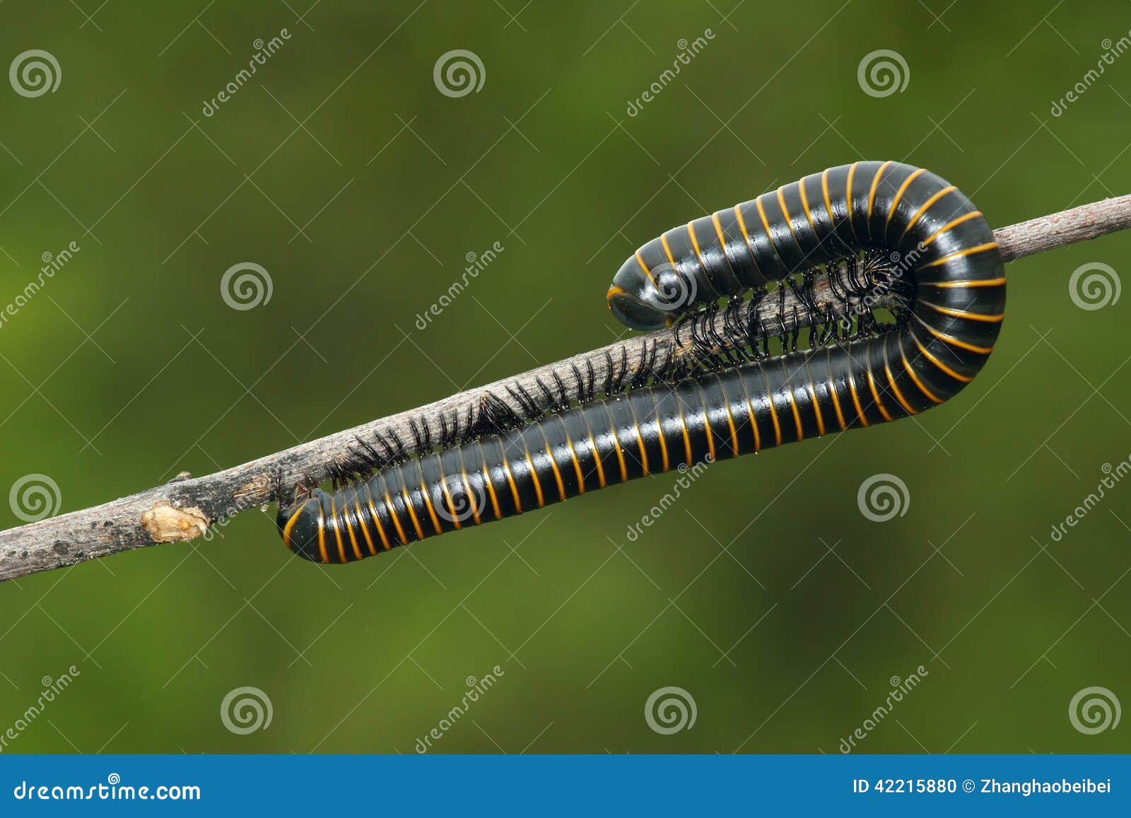 Thousand-legger stock photo. Image of wildlife, creepy - 42215880