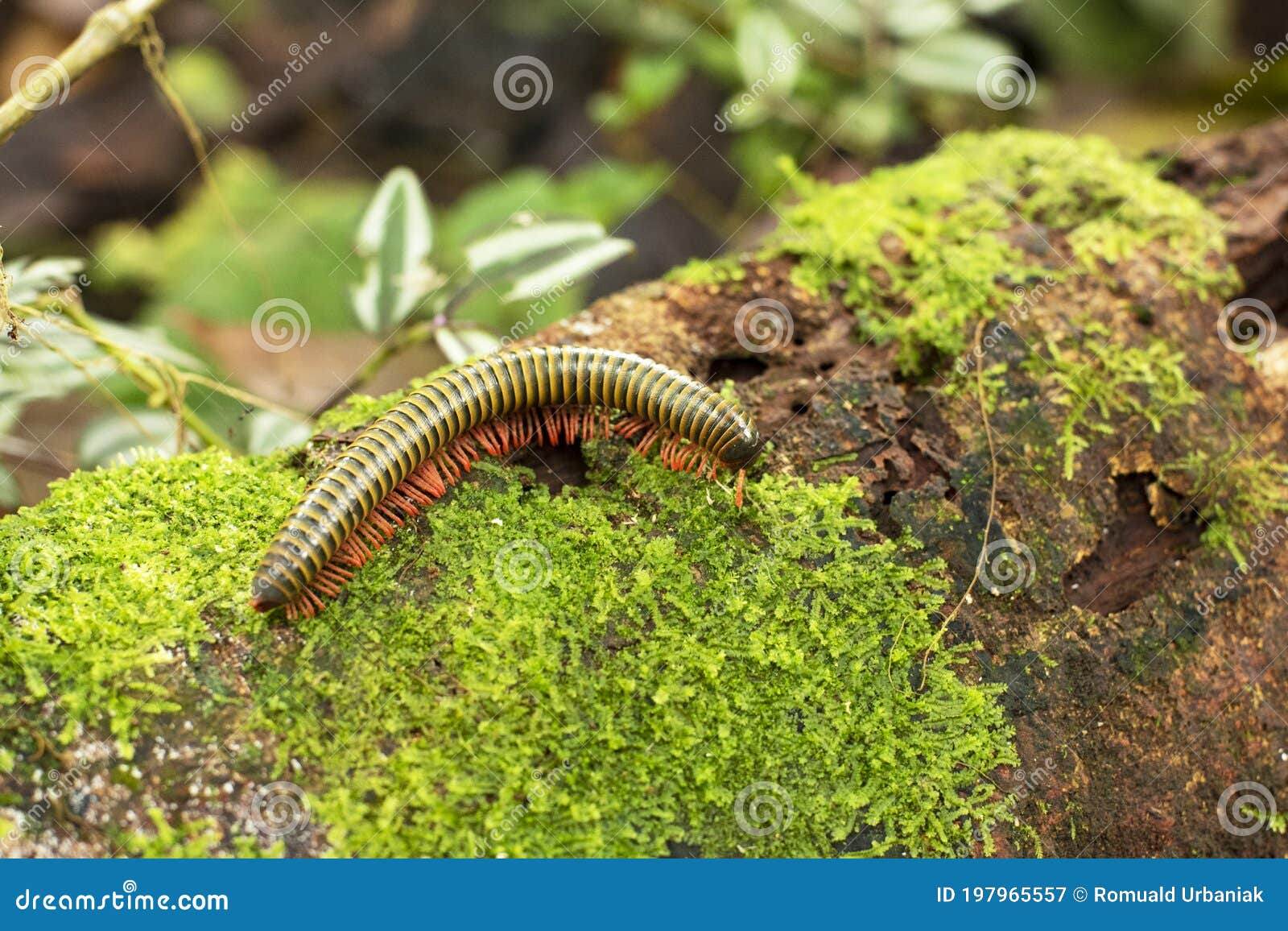 A Thousand Legs of the Amazon Forest Stock Image - Image of atmosphere ...