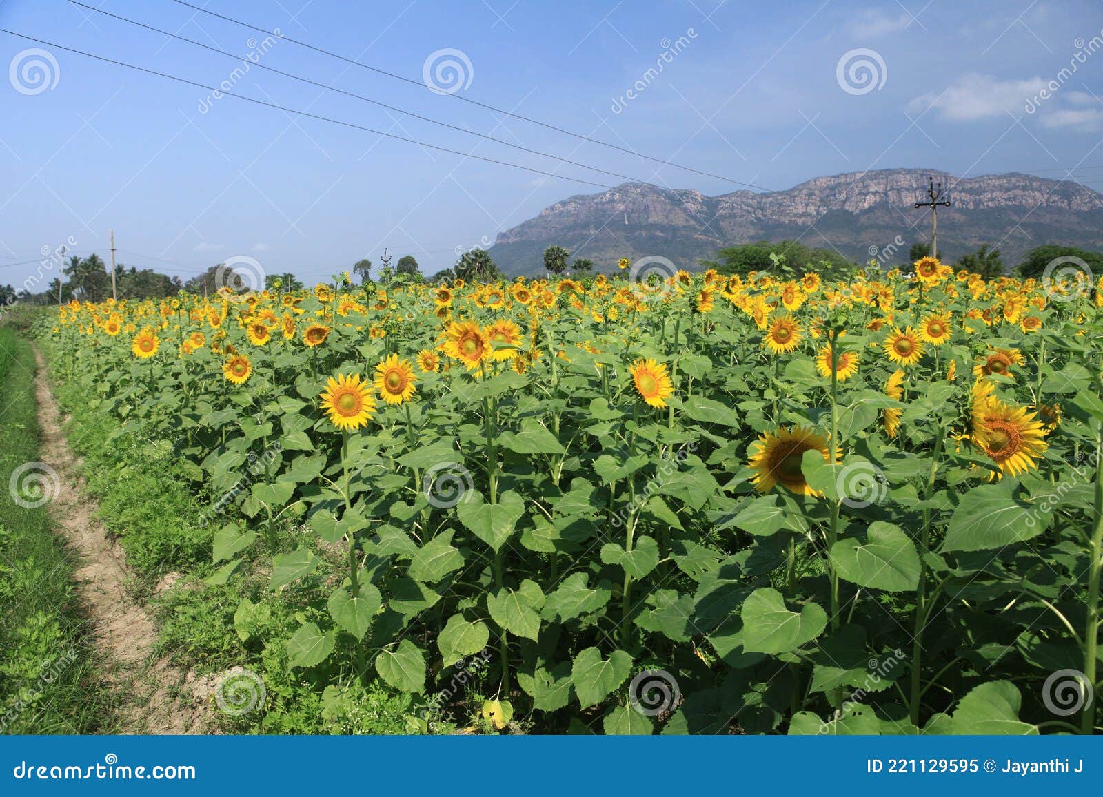 Fully Bloomed Multiple Sunflower Field Stock Image - Image of happiness ...