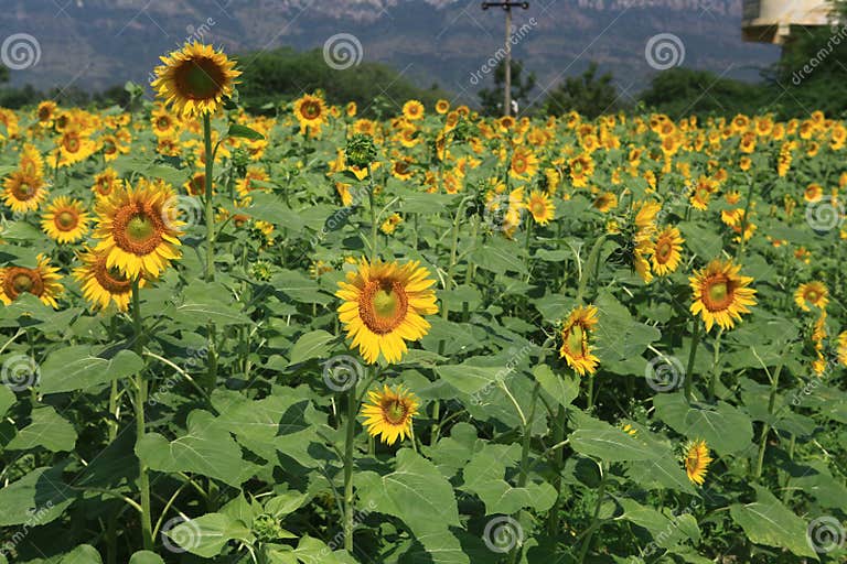 Fully Bloomed Multiple Sunflower Field Stock Image - Image of cooking ...