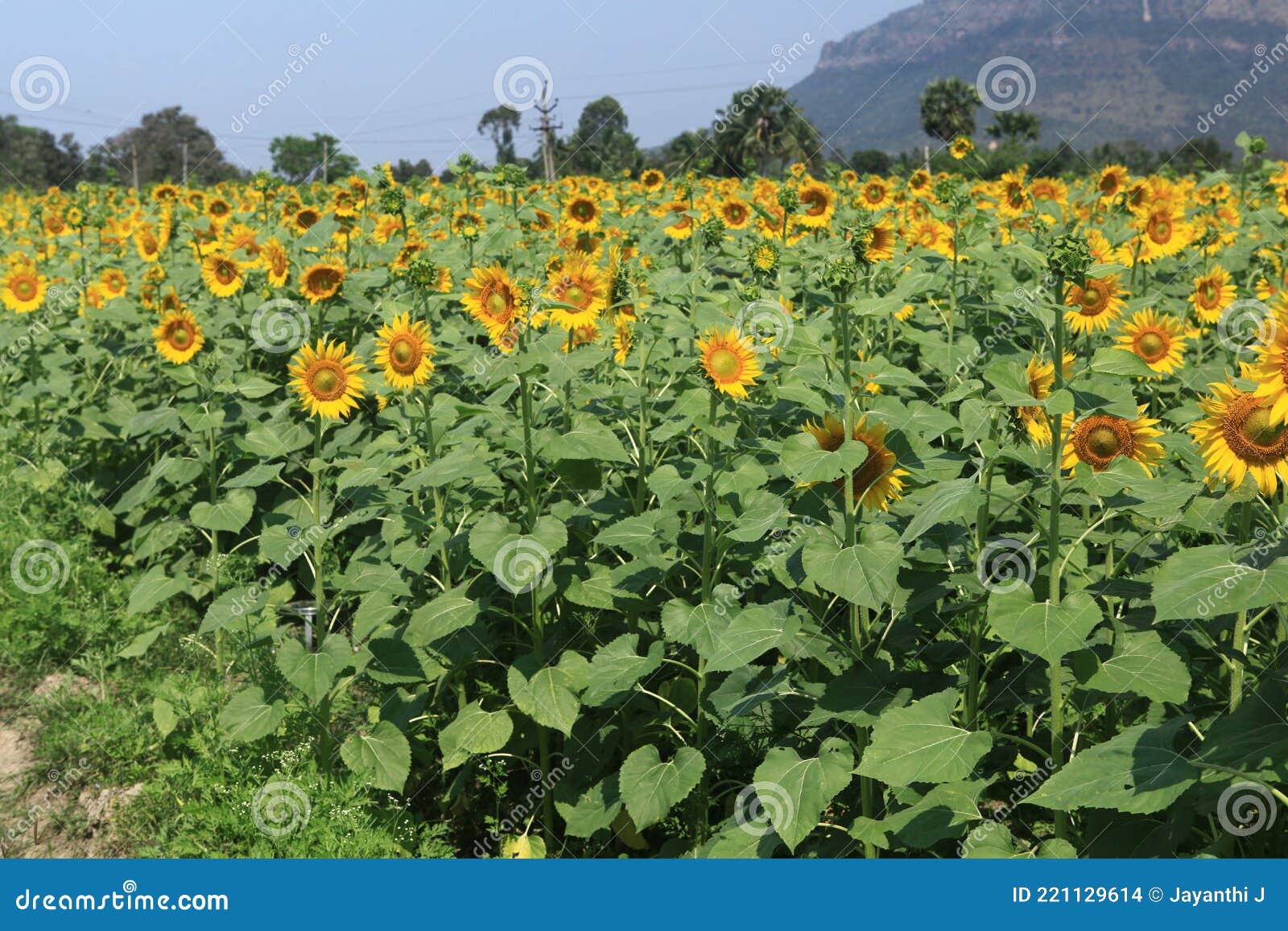 Fully Bloomed Multiple Sunflower Field Stock Photo - Image of beautiful ...