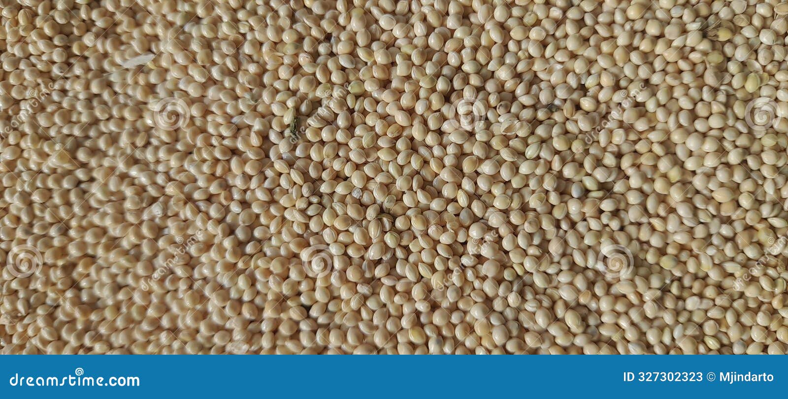 A Thousand White Millet on the Ground Floor Stock Image - Image of ...