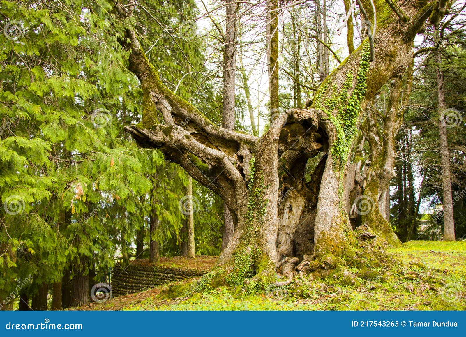 Thousand Year Old Linden Tree Stock Image - Image of background ...