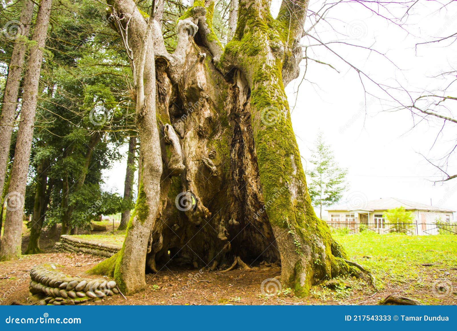 Thousand Year Old Linden Tree Stock Image - Image of nature, baum ...