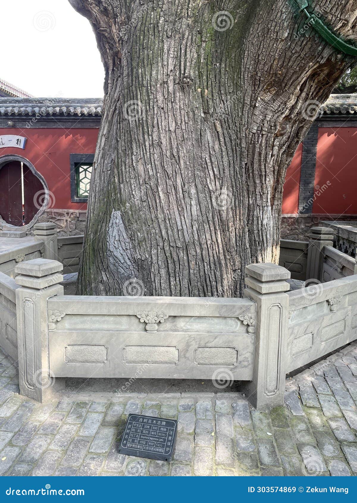 Ancient Locust Tree in Jin Memorial Temple Stock Image - Image of grave ...