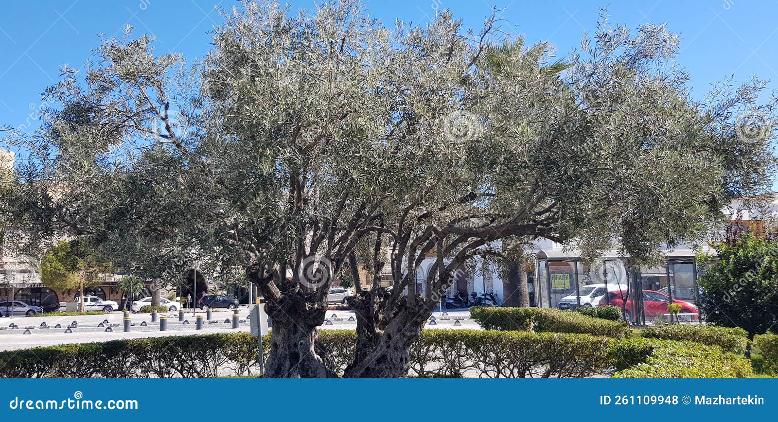 The Thousand-year-old Olive Tree in Izmir Cesme Castle Square Stock ...
