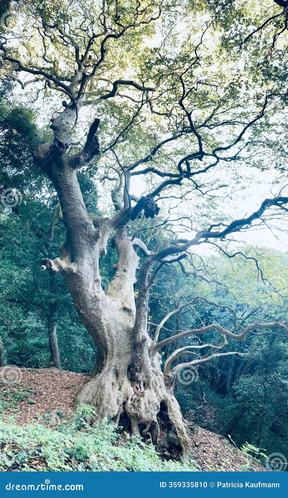 The Thousand-year-old Plane Tree of Curinga Stock Photo - Image of tree ...