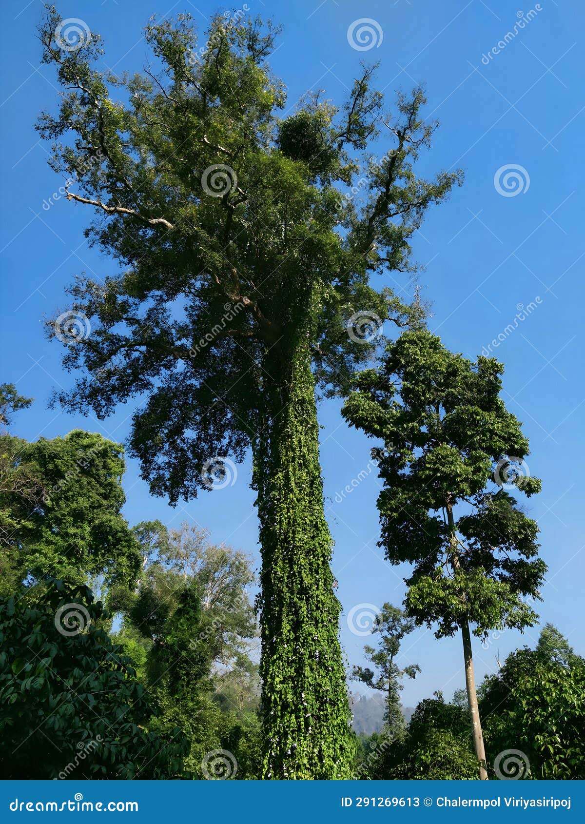 Thousand-year-old Tree, in an Orchard in Northern Thailand Stock Image ...