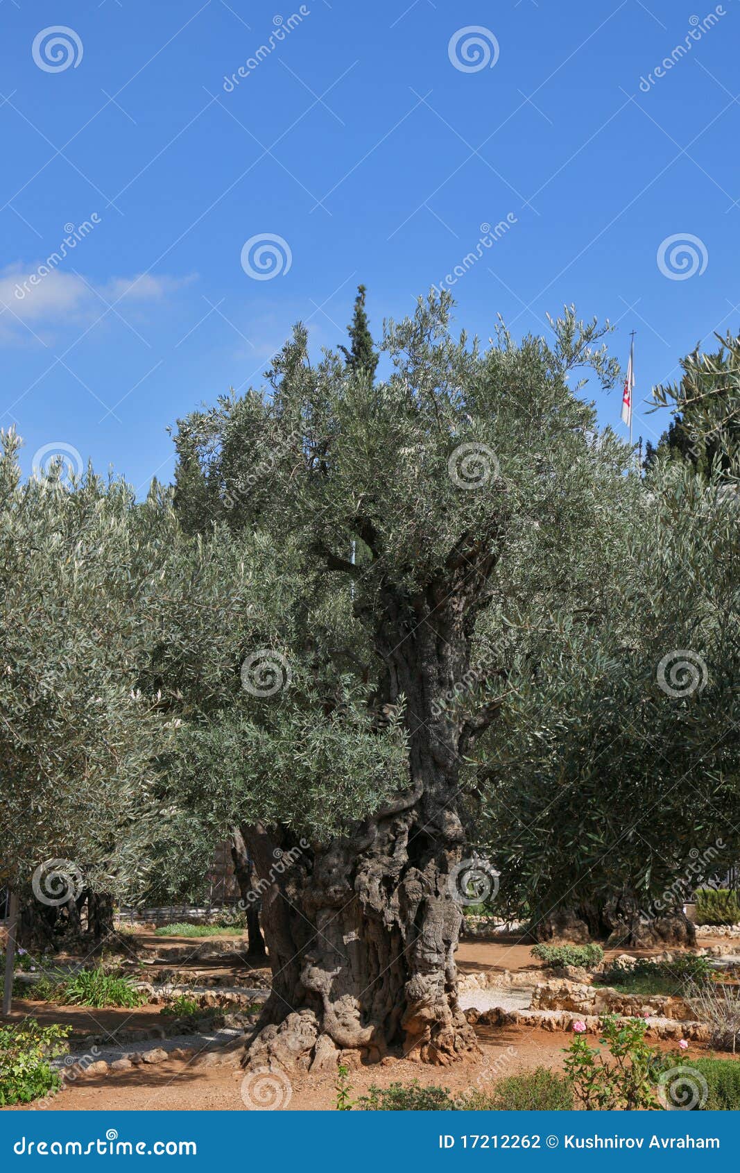 Thousand-year olive stock photo. Image of landmark, eternity - 17212262