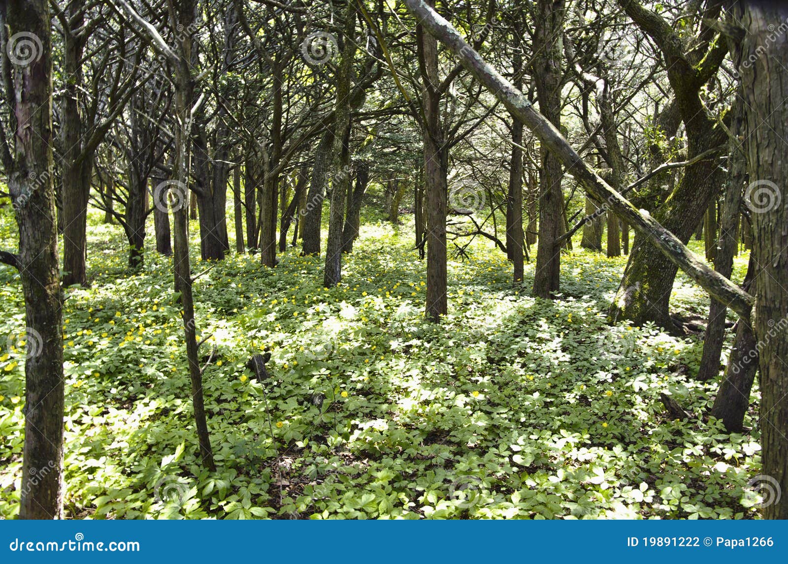 A Thousand Year Yew Grove with Yellow Tulips Stock Photo - Image of ...