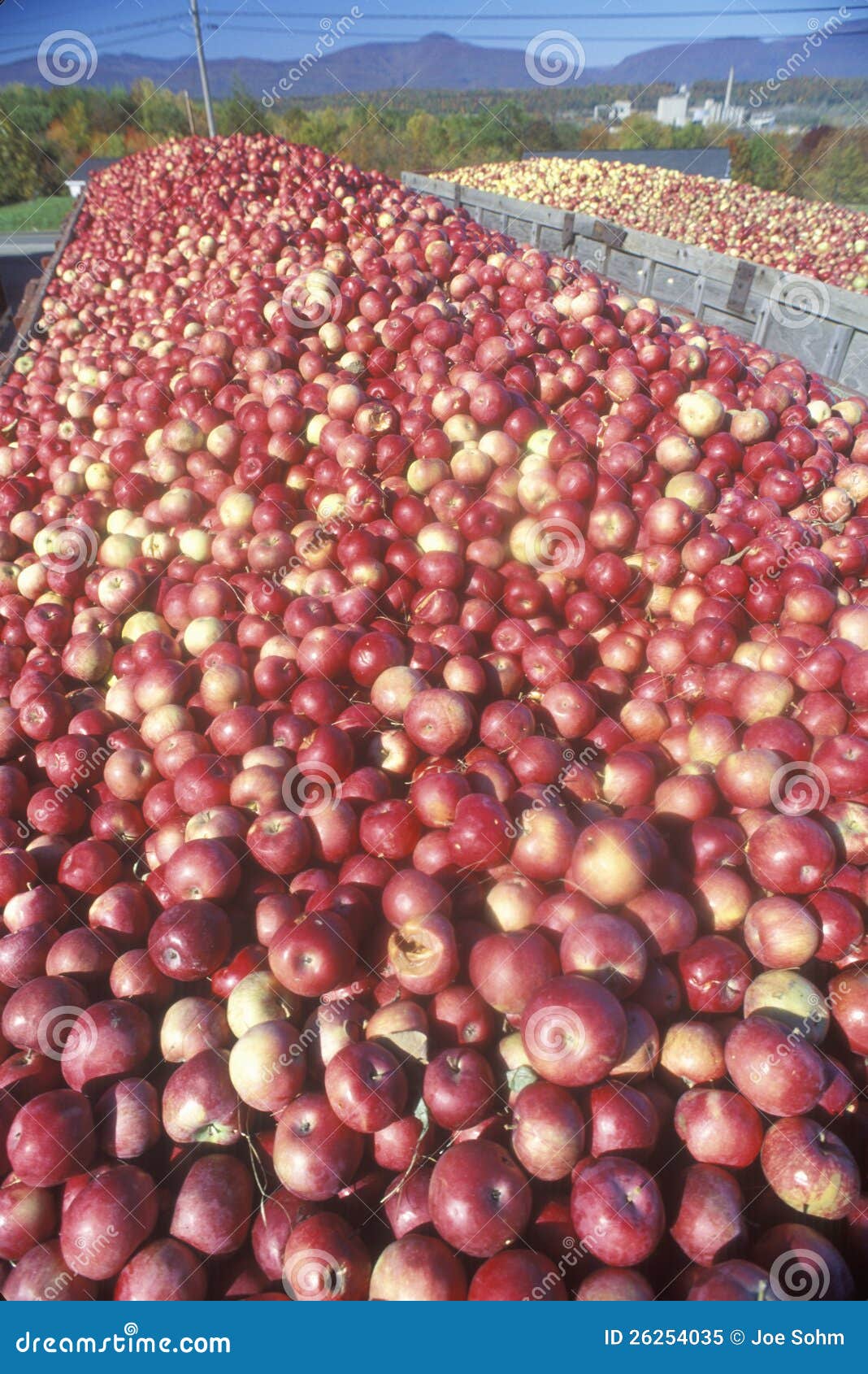 Thousands of apples stock image. Image of truck, apples - 26254035