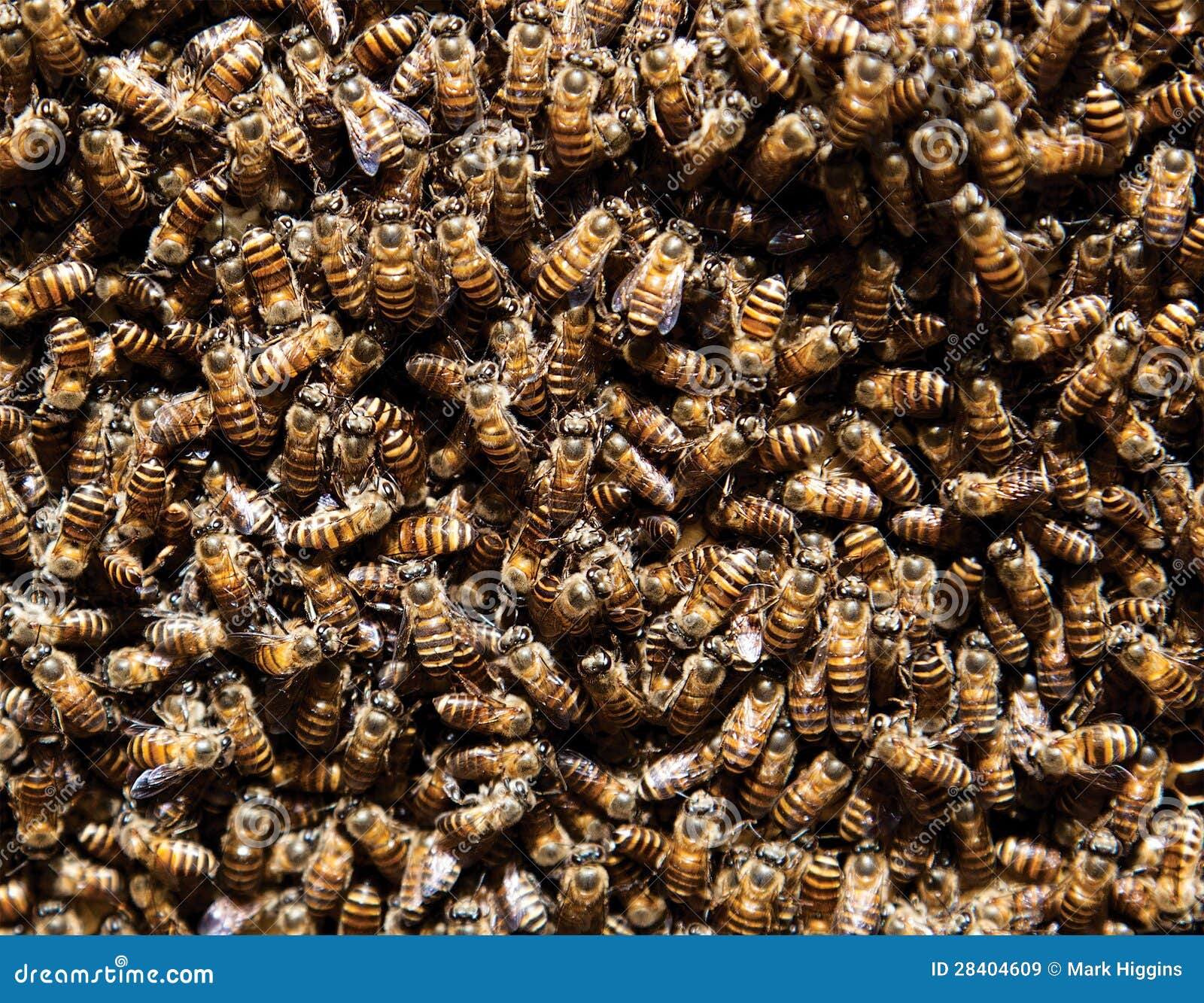 Thousands of bees stock image. Image of backgrounds, insect - 28404609