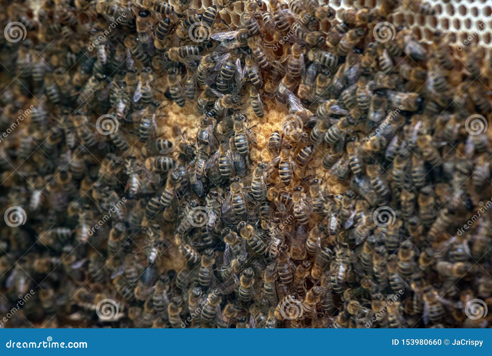 Thousands of Bees on Honeycombs with Honey. Bees Collecting Nectar and ...