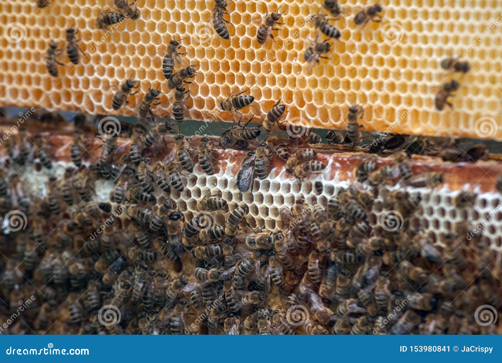 Thousands Of Bees On Honeycombs With Honey. Bees Collecting Nectar And ...
