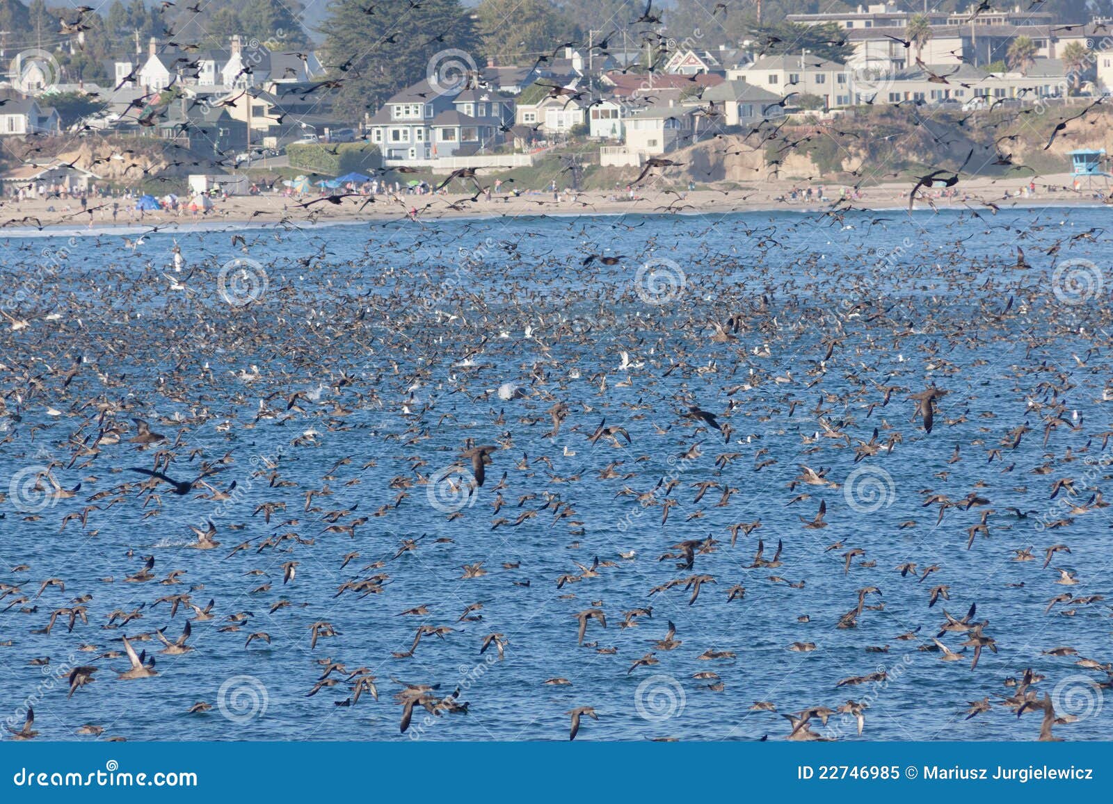 Thousands of birds feeding stock image. Image of adult - 22746985