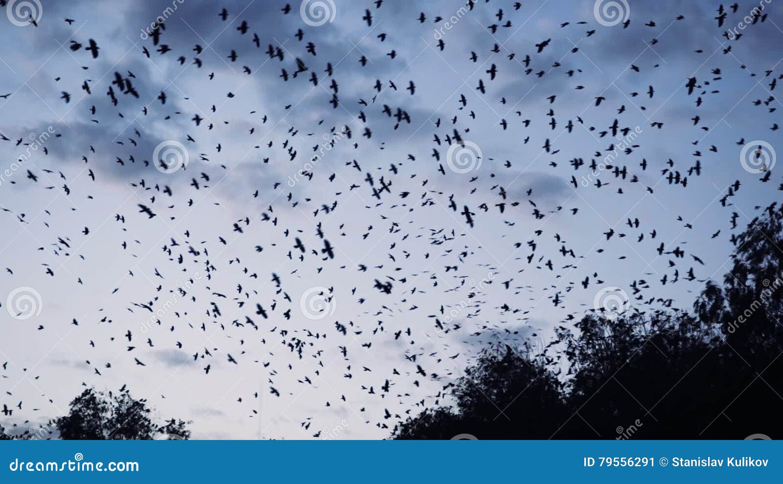 Thousands of Birds Flying Over the Forest Stock Video - Video of nature ...