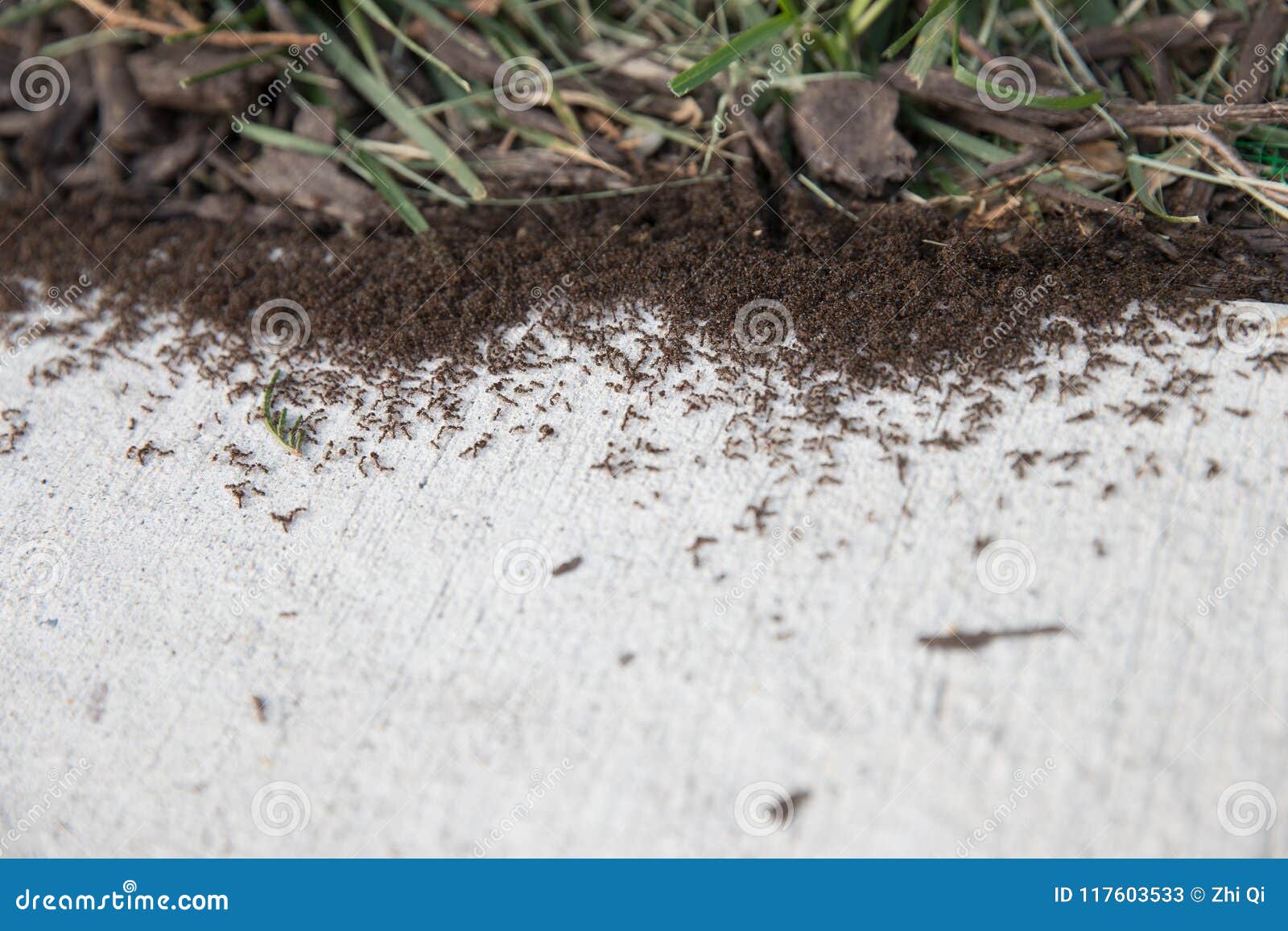 Thousands of Black Ants on Concrete Ground Close Up Stock Image - Image ...