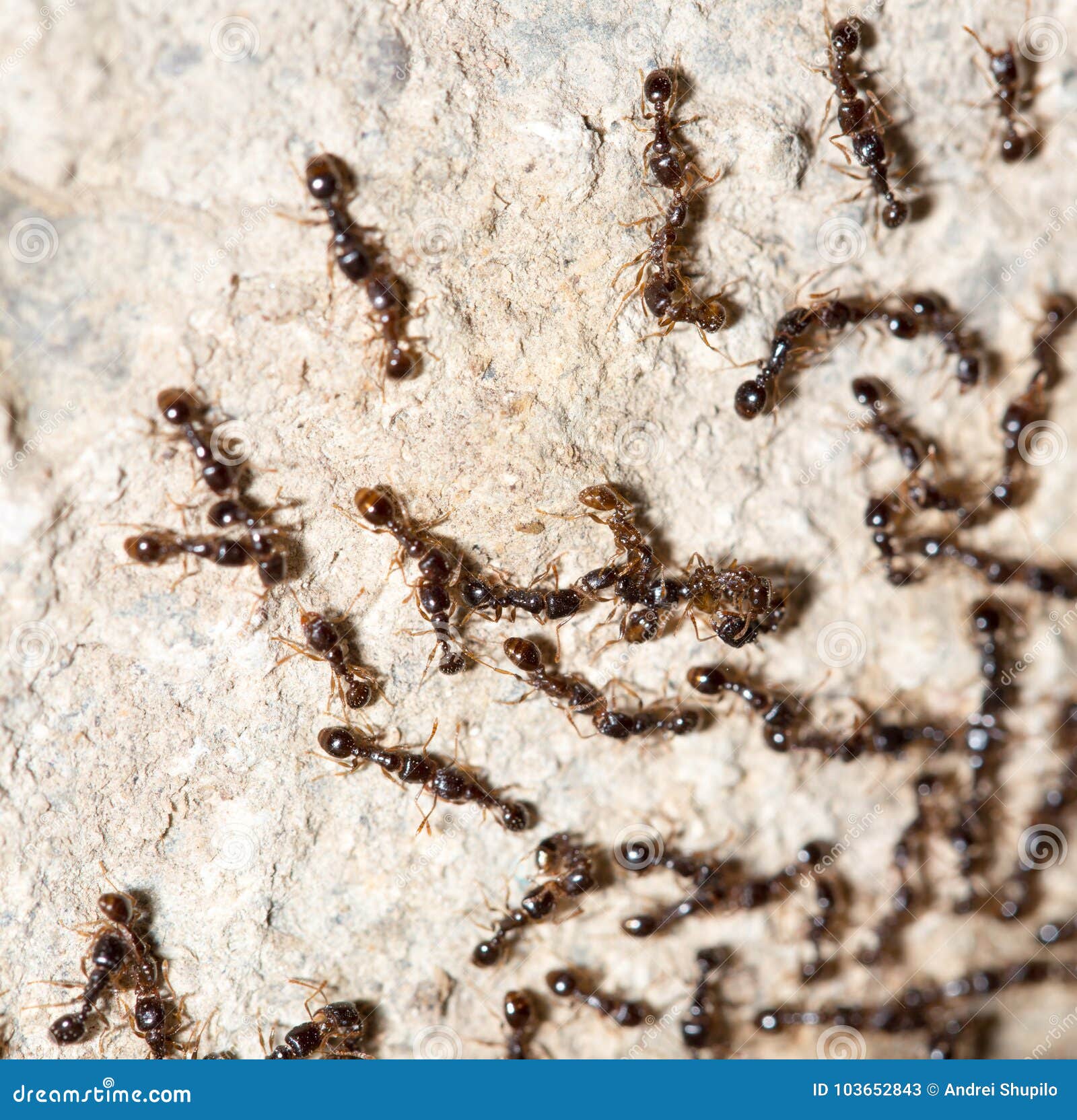 Thousands of Black Ants on Stony Ground Stock Image - Image of colony ...