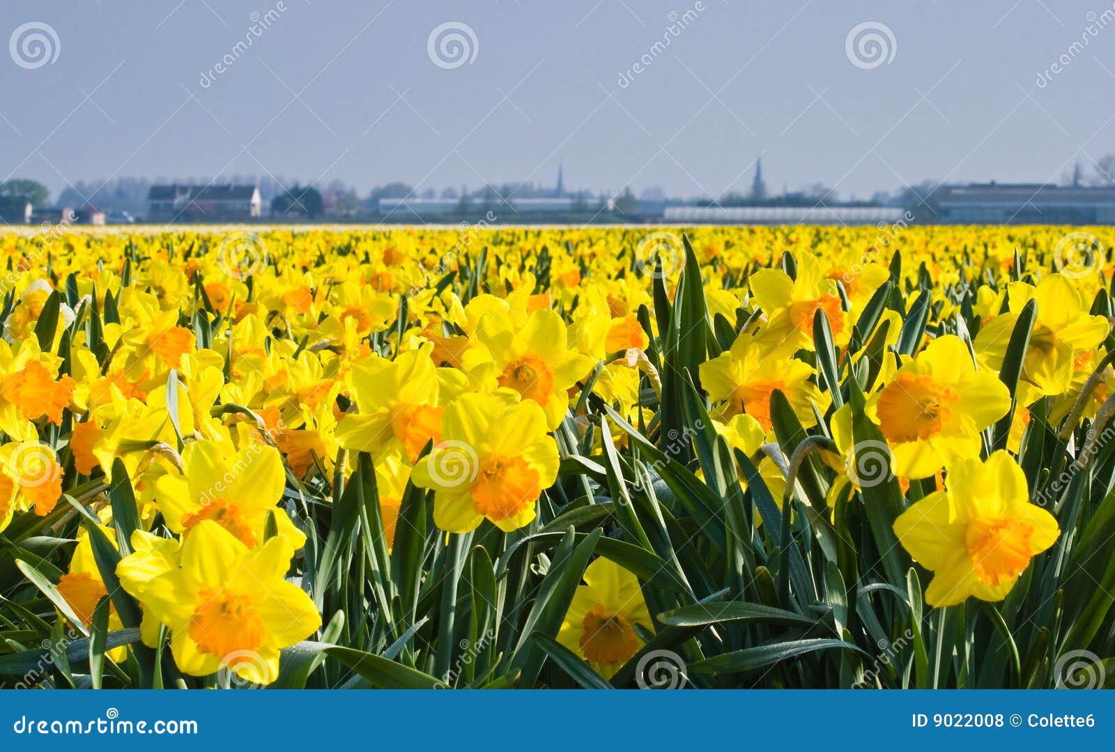 Thousands of Daffodils in Spring Sun Stock Photo - Image of dutch ...