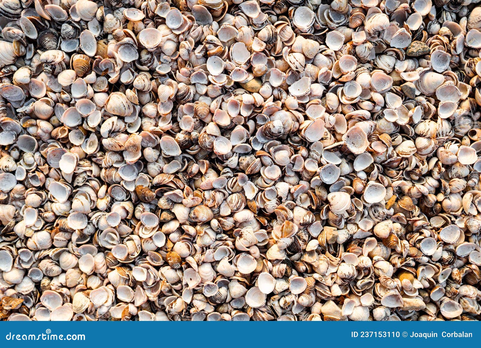 Thousands of Empty Shells, Full Shell Background To Use As Wallpaper ...