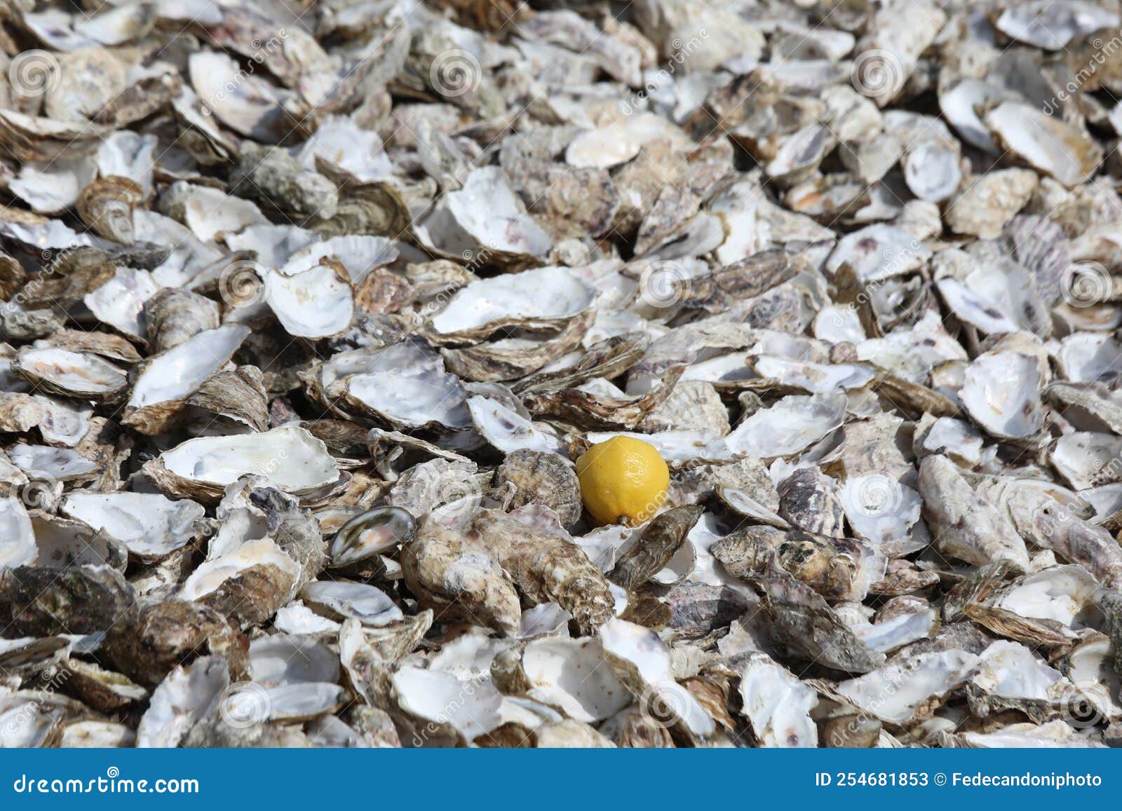 Empty Oyster Shells and a Lemon on the French Beach Stock Image - Image ...