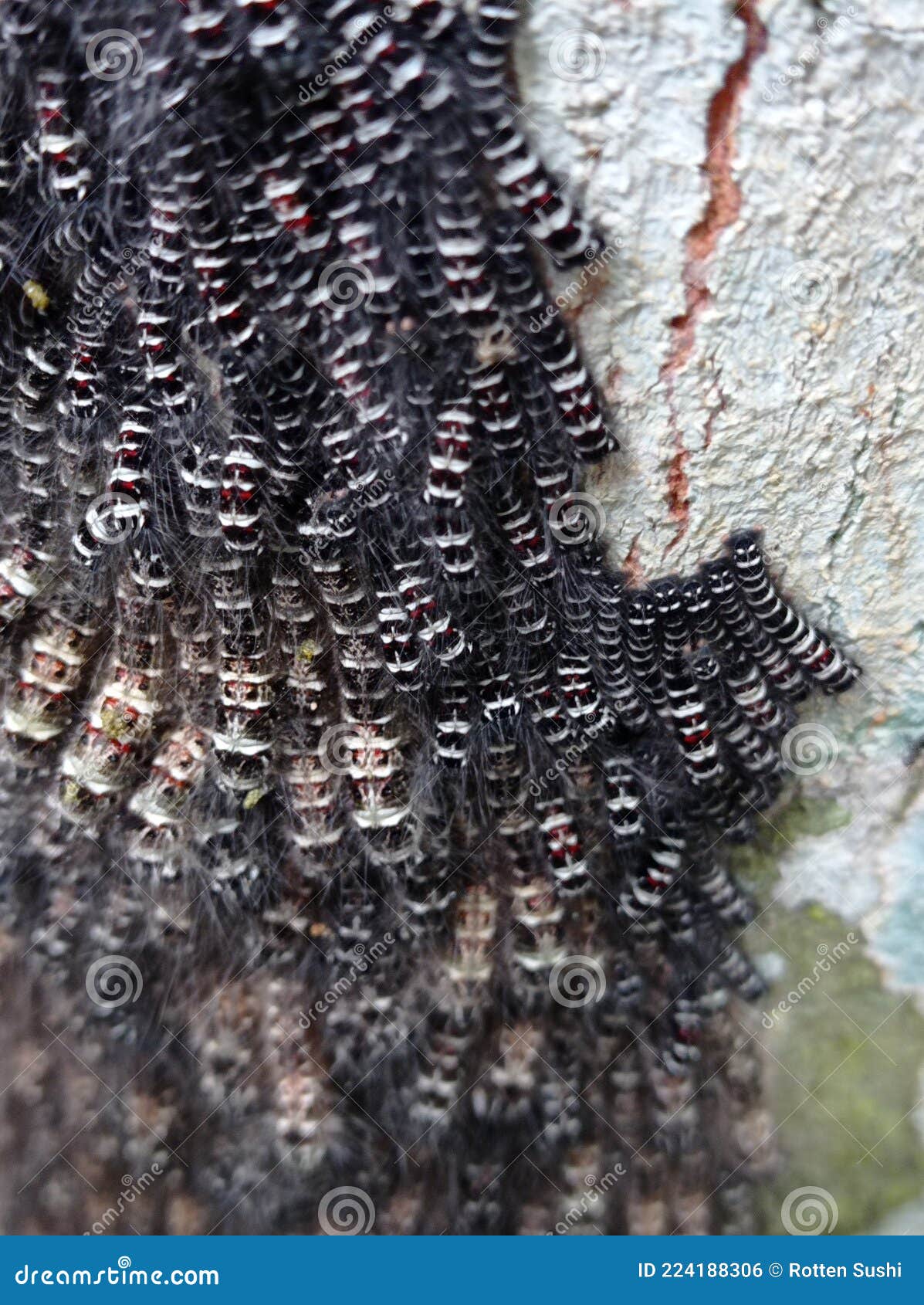 Thousands of Insects on Tree Stock Photo - Image of animal ...