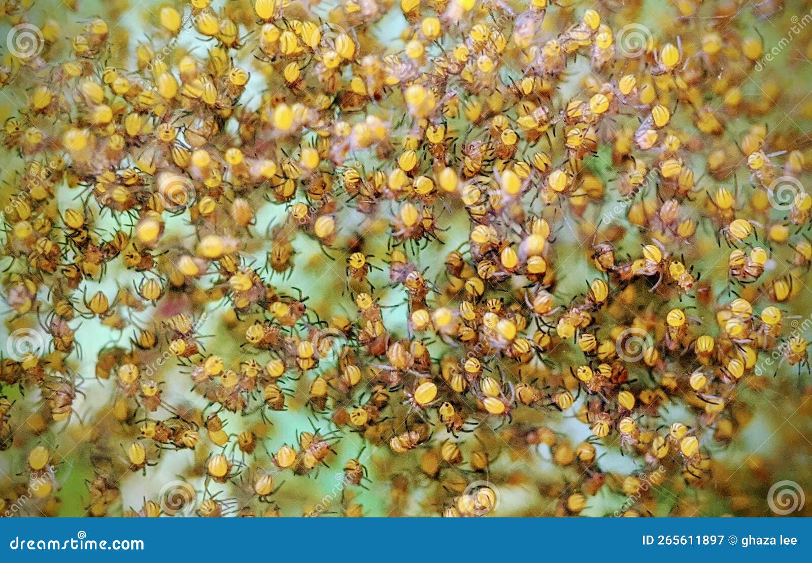 Thousands of Newly Hatched Spiders Stock Image - Image of animal ...