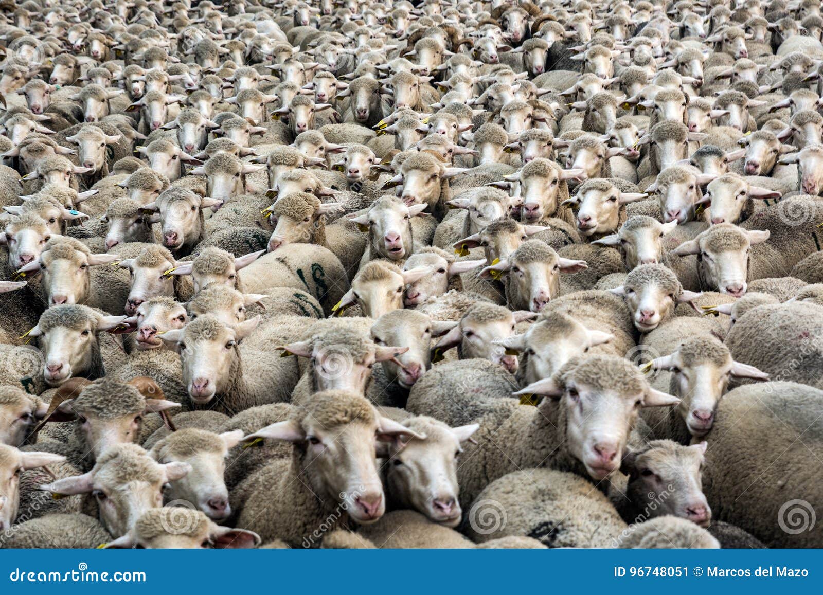 Thousands of sheep stock image. Image of agriculture - 96748051