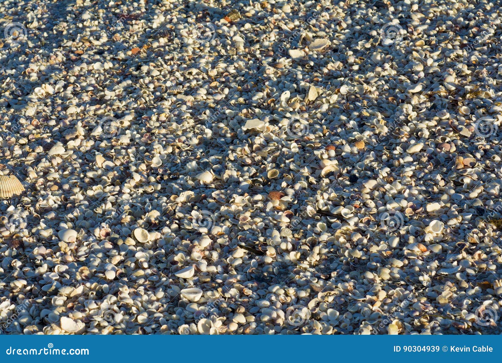 Thousands of Small Shells on the Beach Stock Image - Image of shapes ...