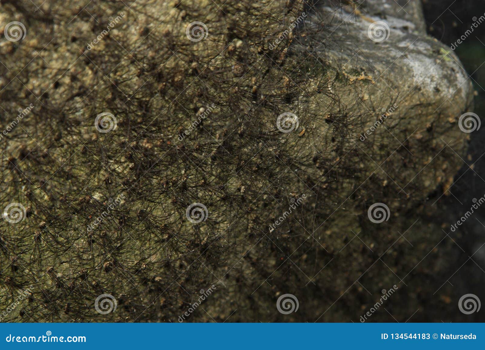 Thousands of Spiders in the Dark Stock Image - Image of nviews ...