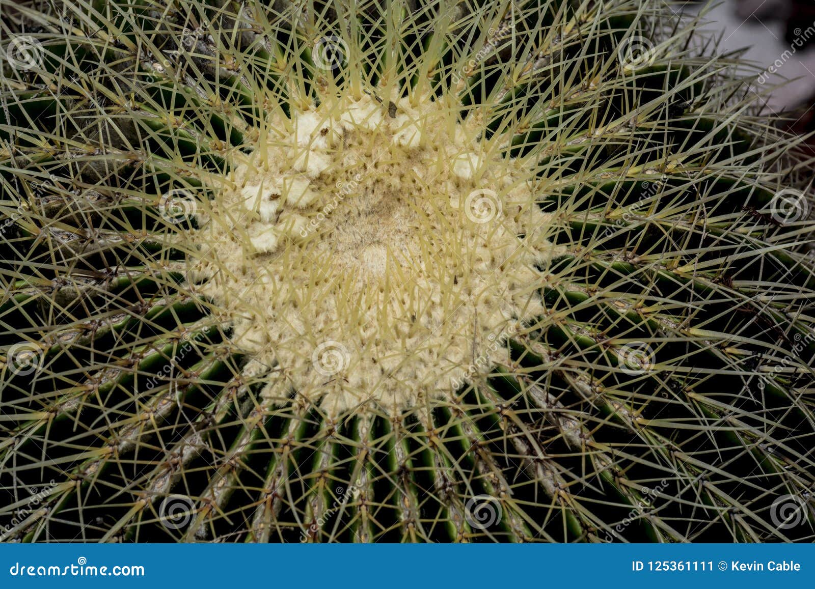 Spiny Cactus from Over Head Stock Image - Image of overhead, spiny ...