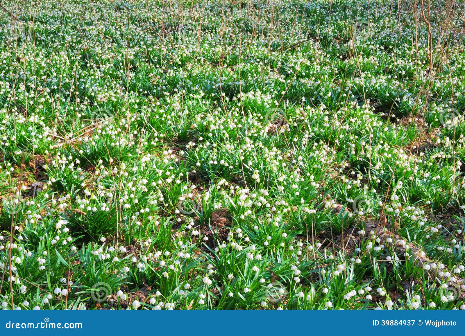 Thousands of Spring Snowflakes Flowers Stock Image - Image of fresh ...